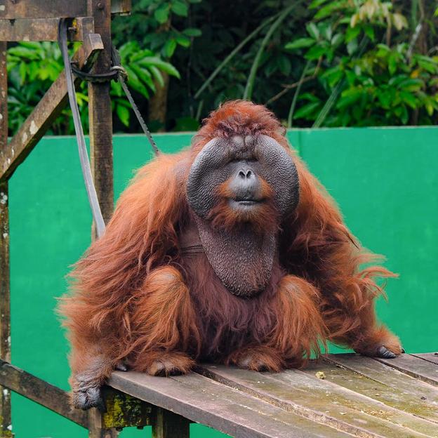 The Evolution Of The Orangutan | The Great Projects