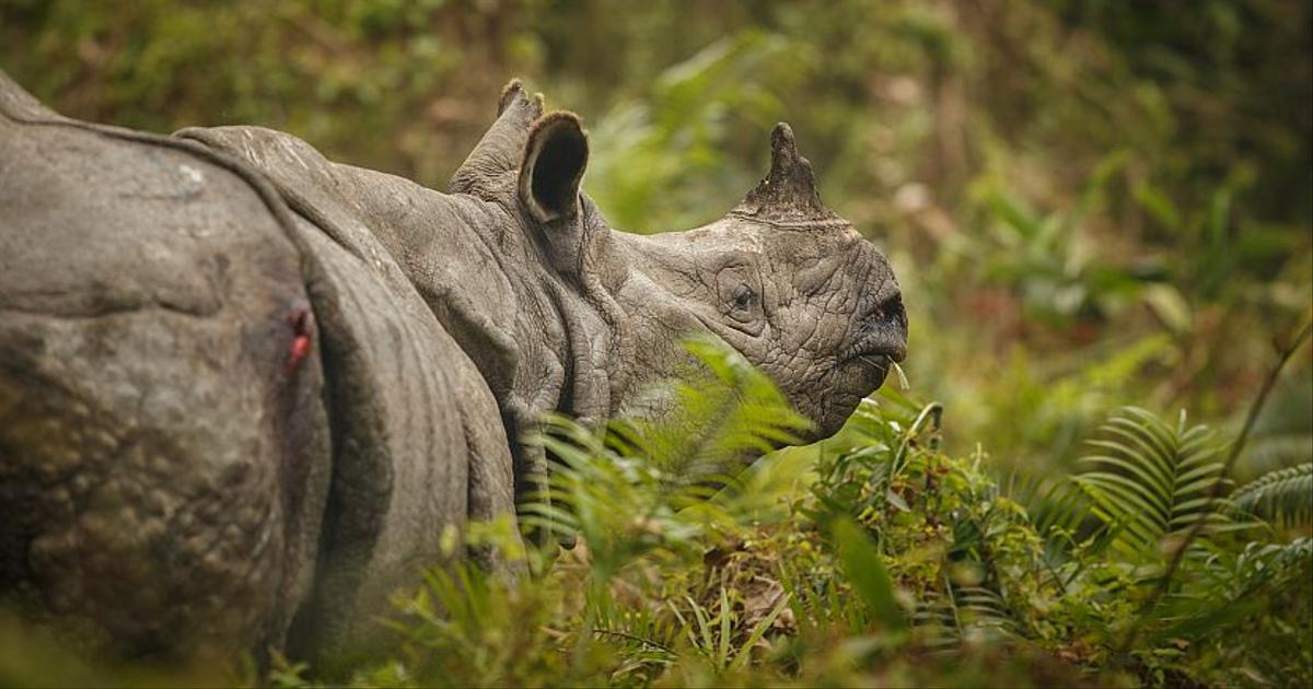 News In Review | The Great Projects