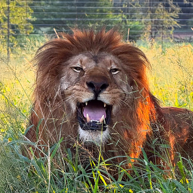 The Evolution Of The Orangutan | The Great Projects