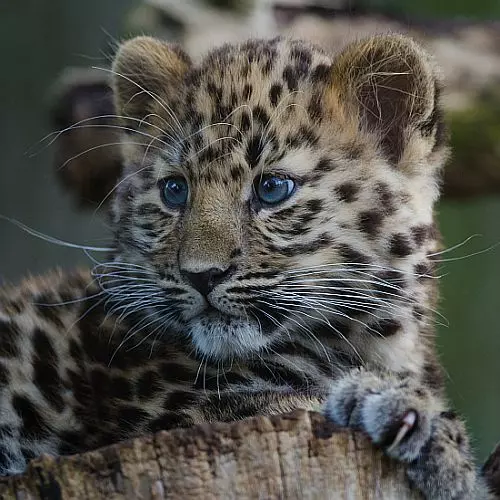 vulnerable animals examples