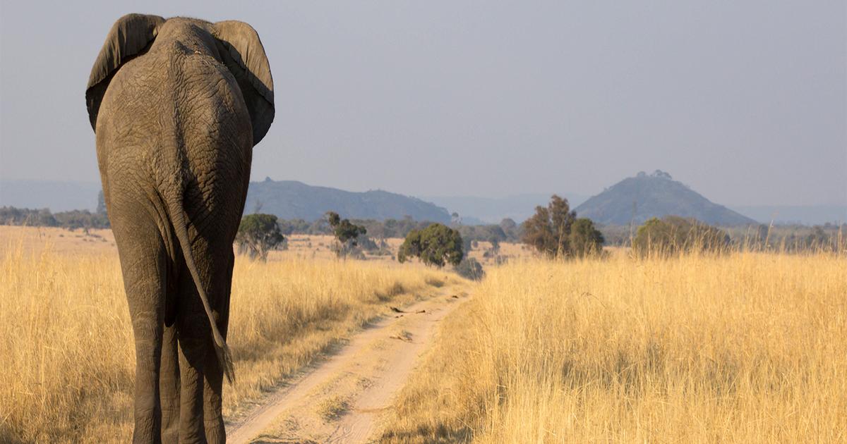 The Impact of Volunteering: How You Can Make a Difference for Elephants ...