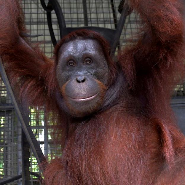 Our Top Cheeky Monkeys | The Great Projects