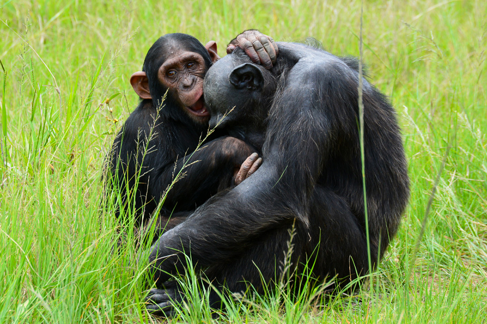 Chimp Eden - The Jane Goodall Institute | The Great Projects