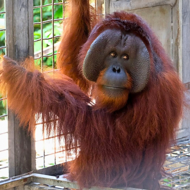 The Evolution Of The Orangutan | The Great Projects