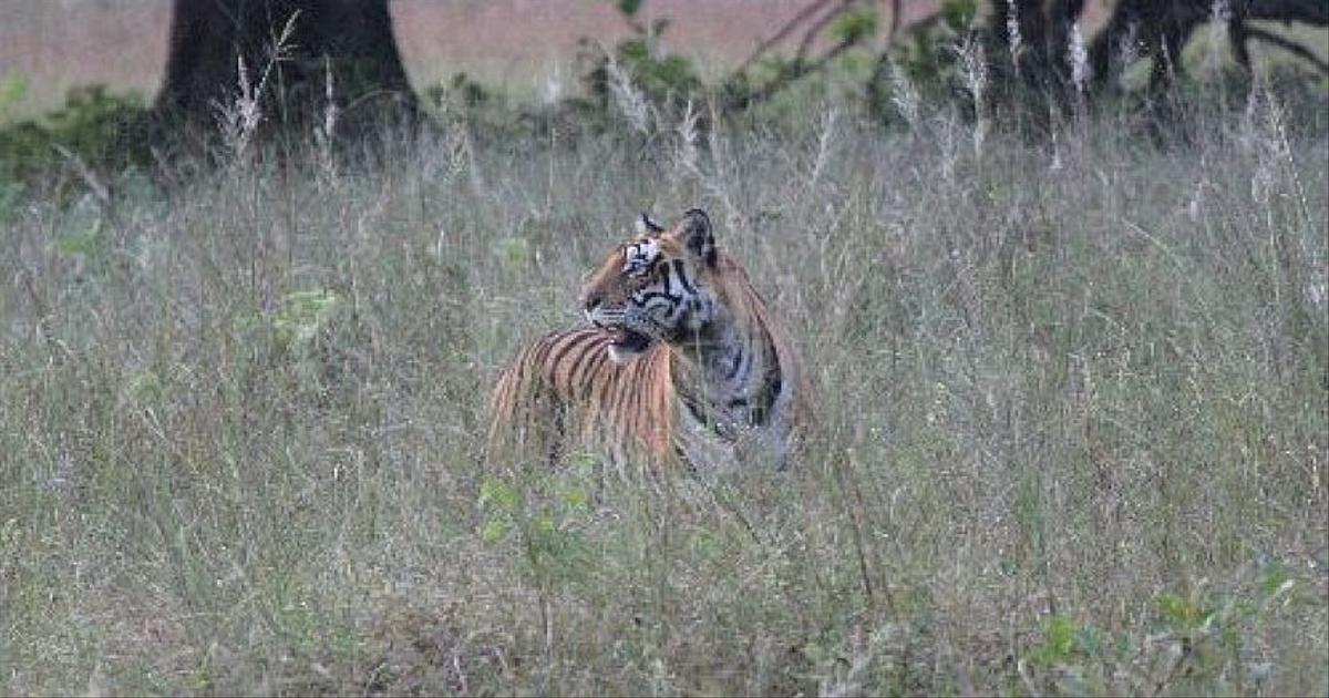 Testimonial from the Great Tiger Project | The Great Projects