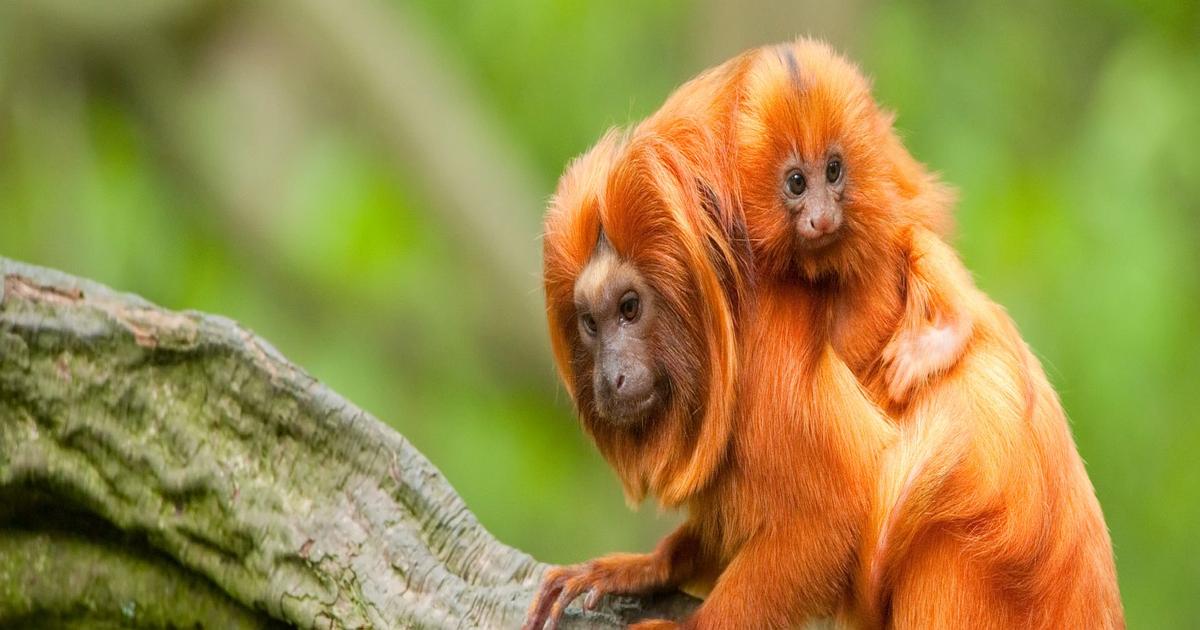 3 Best Dads In The Animal Kingdom | The Great Projects