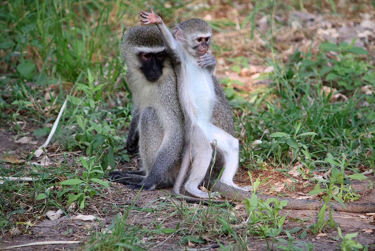 Volunteer at the Vervet Monkey Sanctuary | The Great Projects