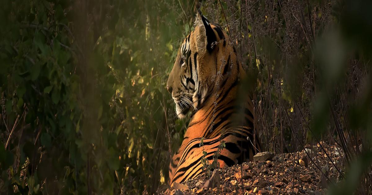 International Tiger Day 2024 | The Great Projects