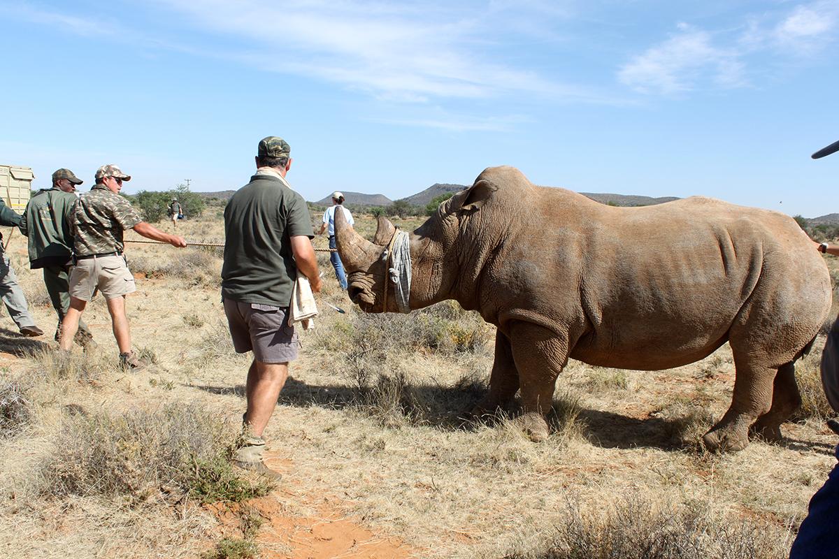 The Great Rhino Rescue Mission | The Great Projects