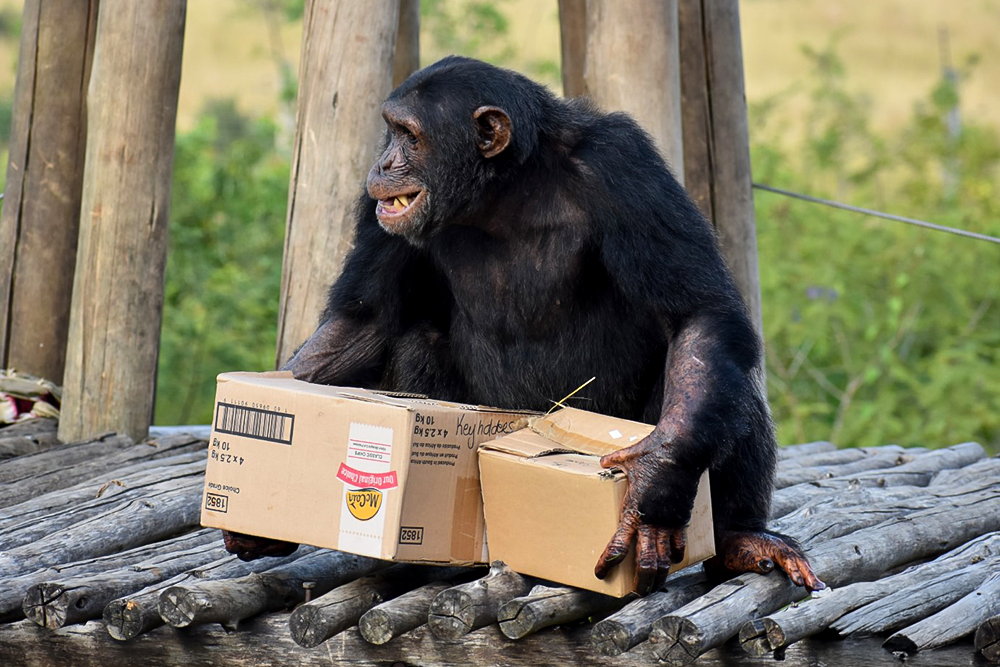 Chimp Eden - The Jane Goodall Institute | The Great Projects