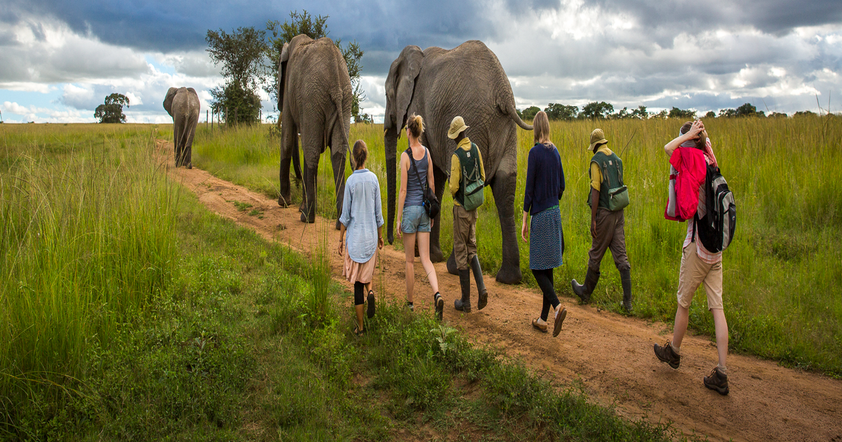 Choosing the Right Wildlife Volunteer Program for You | The Great Projects
