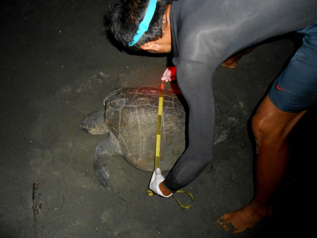 Volunteer With Sea Turtles In Costa Rica | The Great Projects