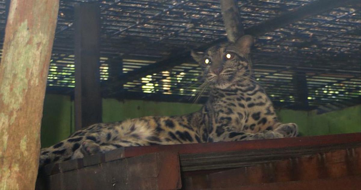 Clouded Leopard Moves House | The Great Projects