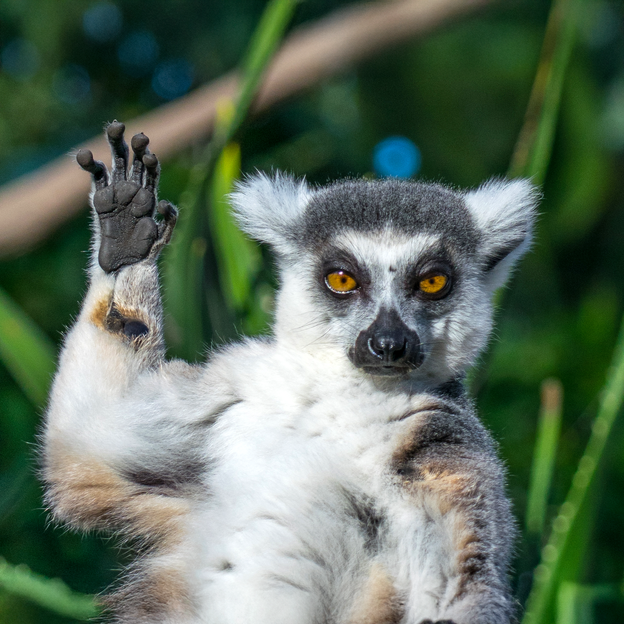 The Evolution Of The Orangutan | The Great Projects