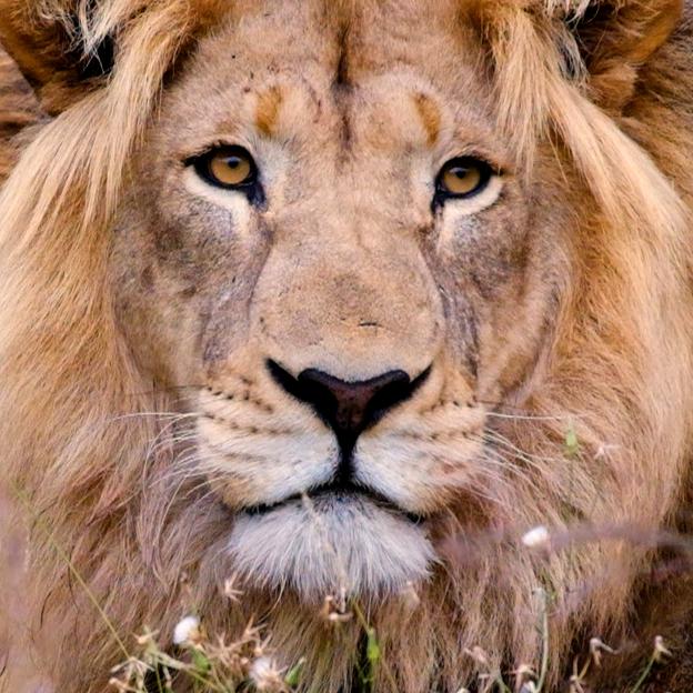 Why Are There No Tigers In Africa? | The Great Projects