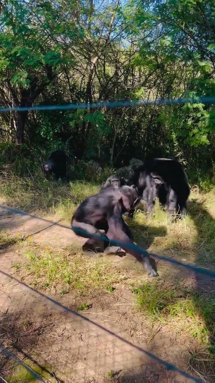 Chimp Eden - The Jane Goodall Institute | The Great Projects