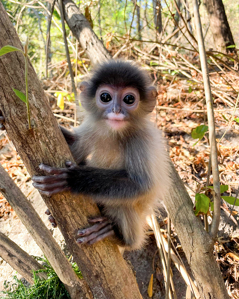 Laos Wildlife Sanctuary | The Great Projects