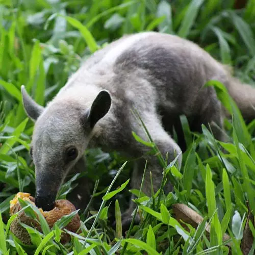 anteater type
