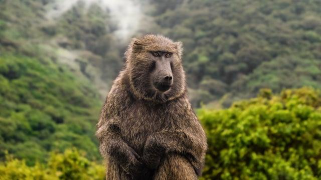 Volunteer With Monkeys Abroad | The Great Projects