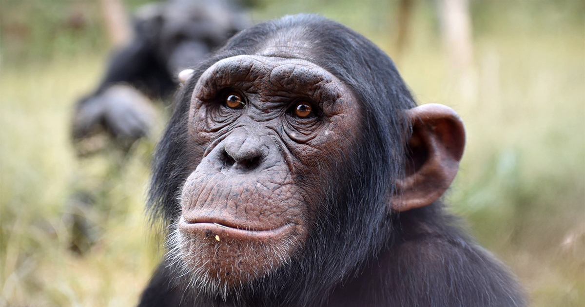 Chimp Eden - The Jane Goodall Institute | The Great Projects