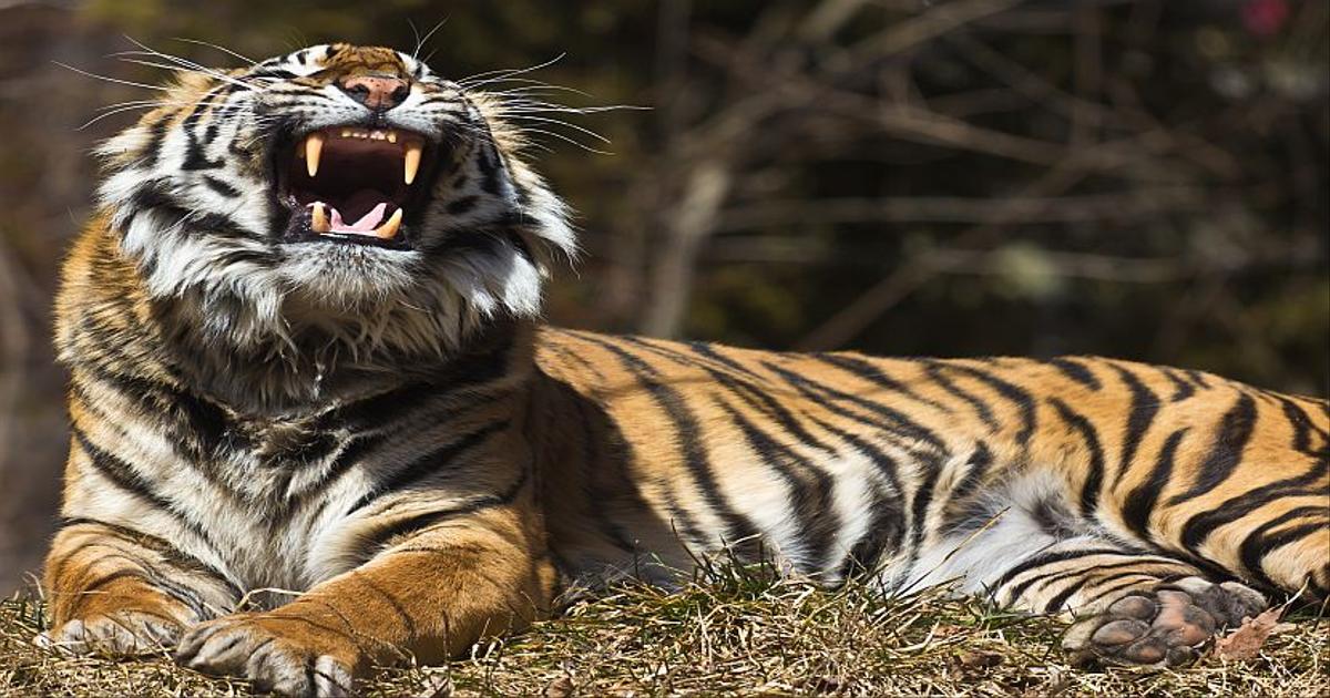Our Top 8 Tiger Tales On International Tiger Day | The Great Projects