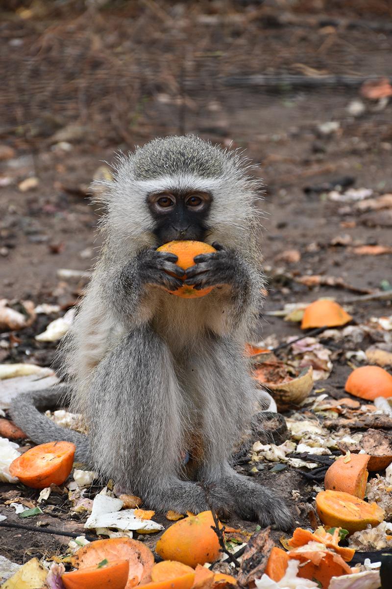 Volunteer at the Vervet Monkey Sanctuary | The Great Projects