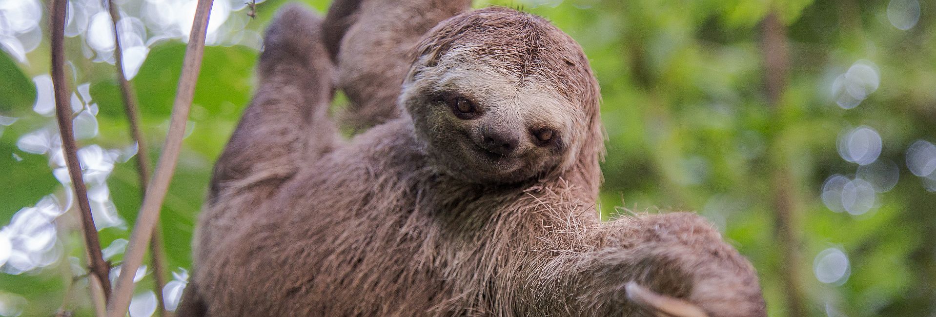 Sloth Facts and other interesting information. | The Great Projects