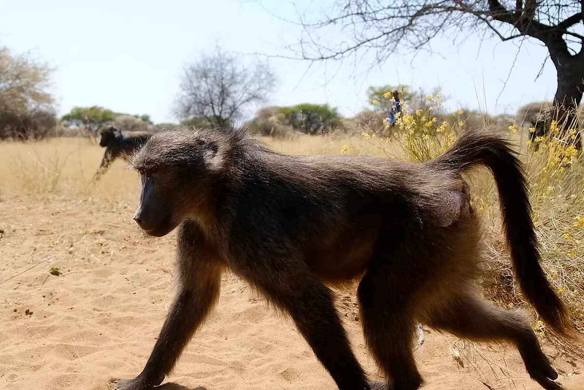 Harnas Wildlife Sanctuary | The Great Projects