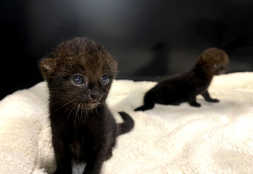 Aid Sloth Conservation And Wildlife Protection | The Great Projects