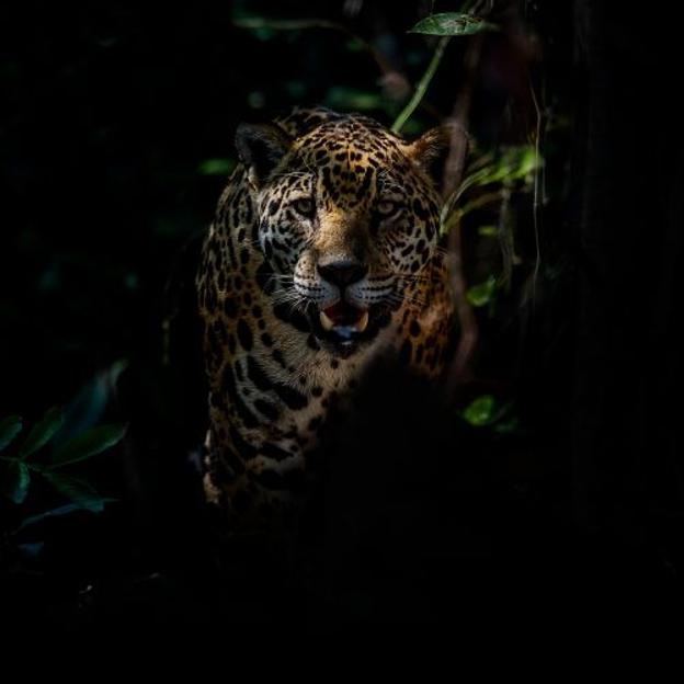 Why Are There No Tigers In Africa? | The Great Projects