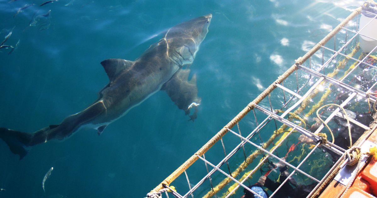 Volunteer On The Great Shark Project | The Great Projects