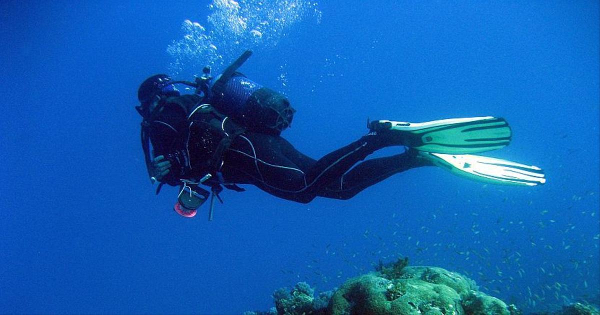Marine Conservation Projects | The Great Projects