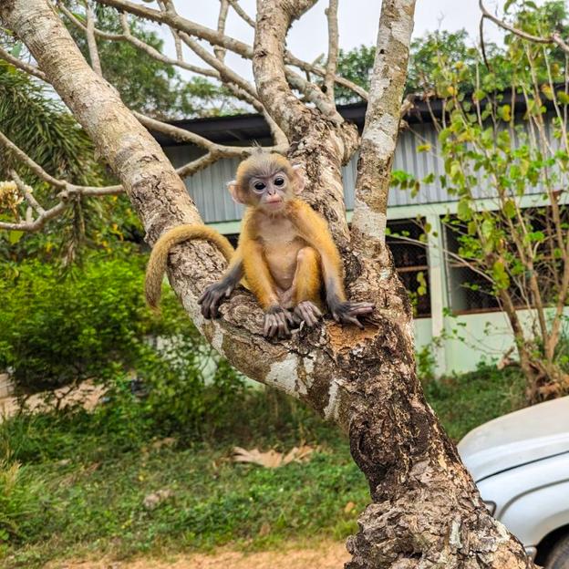 Volunteer With Monkeys Abroad | The Great Projects
