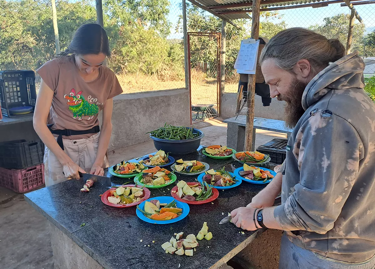Volunteer at the Vervet Monkey Sanctuary | The Great Projects