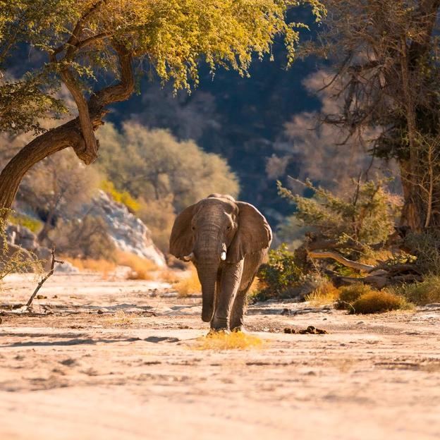 Volunteer in Namibia | The Great Projects