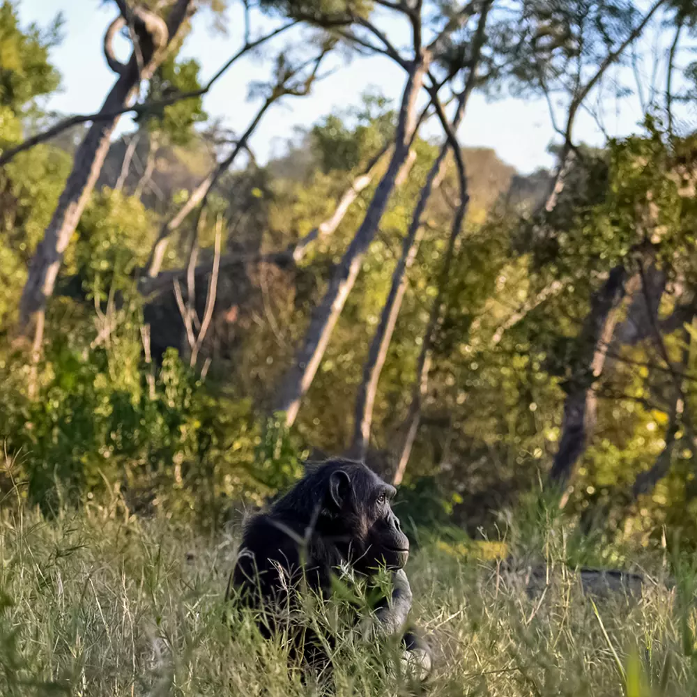 Chimp Eden - The Jane Goodall Institute | The Great Projects