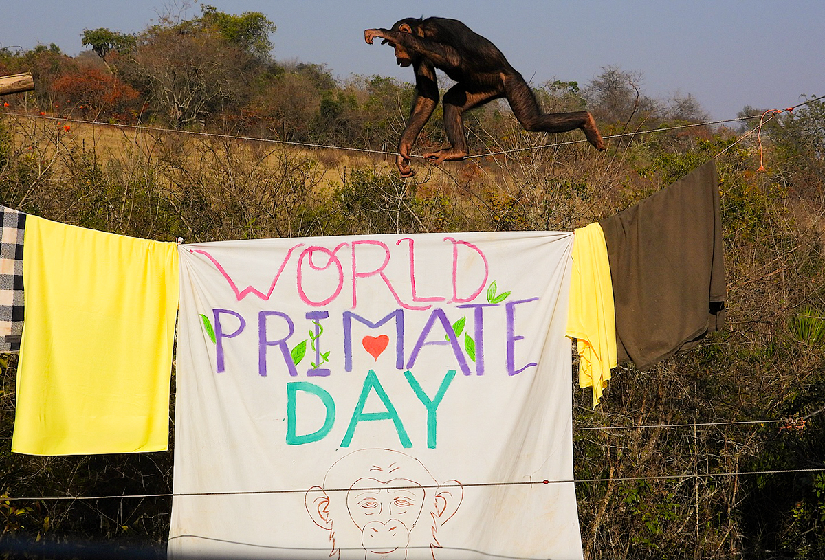 Chimp Eden - The Jane Goodall Institute | The Great Projects