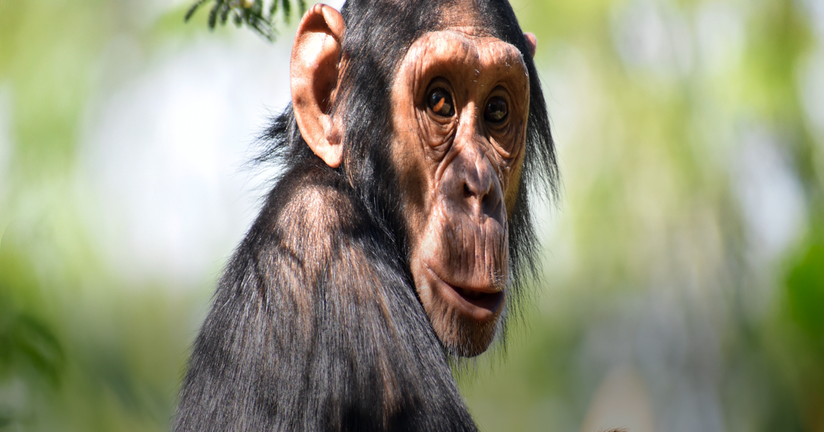 Celebrating World Chimpanzee Day 2025 | The Great Projects