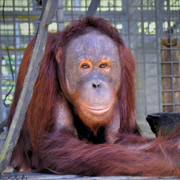 The Evolution Of The Orangutan | The Great Projects