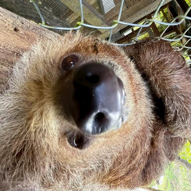 The Evolution Of The Orangutan | The Great Projects