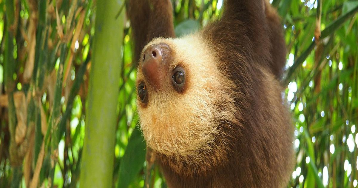 The 7 most interesting sloth facts | The Great Projects
