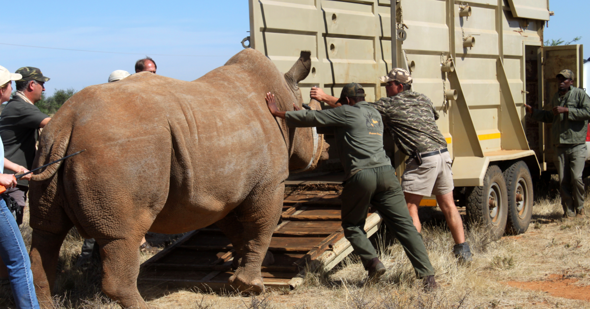 The Great Rhino Rescue Mission | The Great Projects