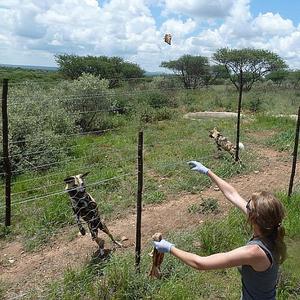 Cheetah Conservation Project | The Great Projects