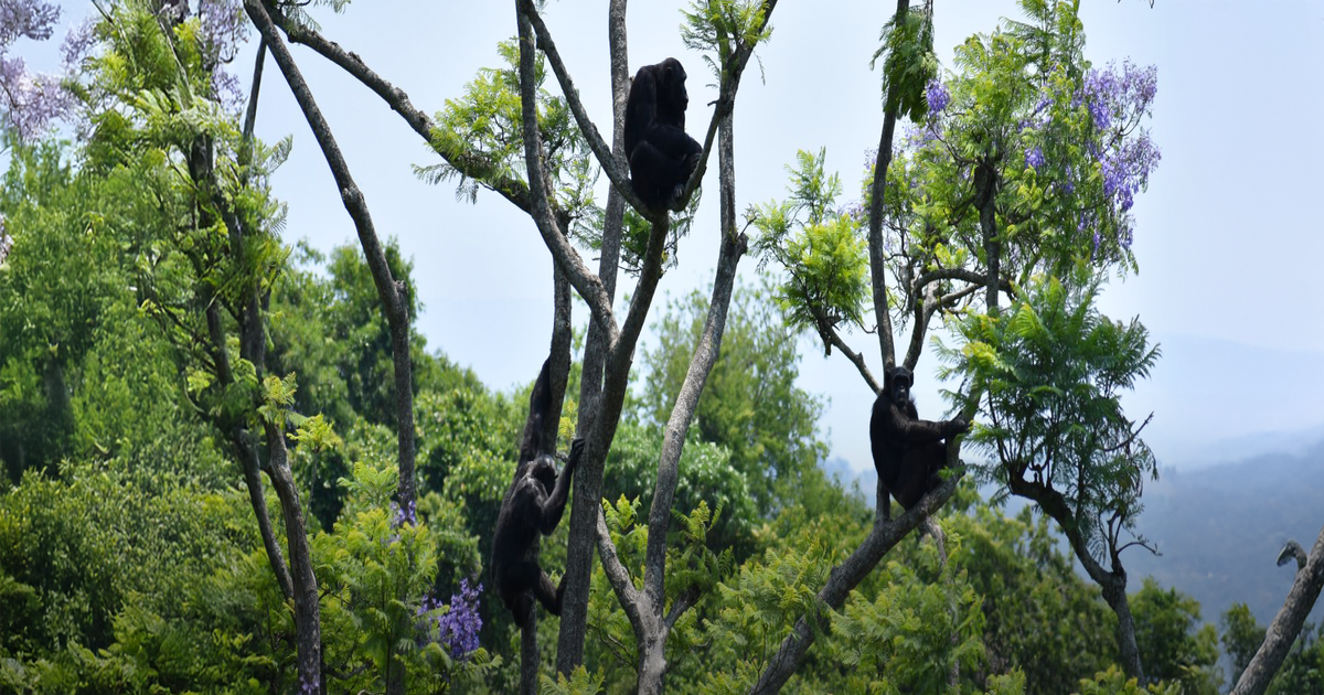 Jane Goodall Institute's Chimp Eden: Meet the Chimps!