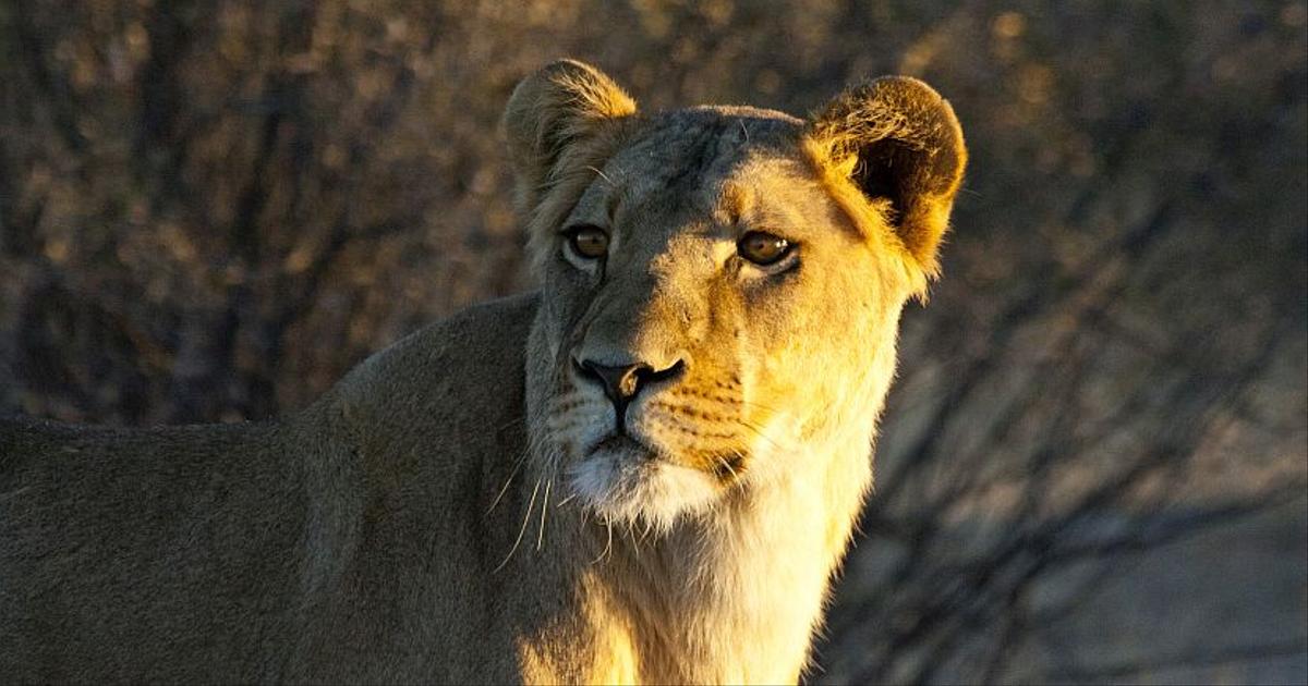 The Purpose of Wildlife Monitoring | The Great Projects