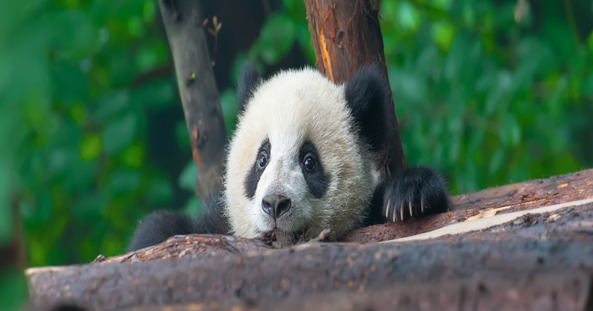 Panda Day Infographic | The Great Projects