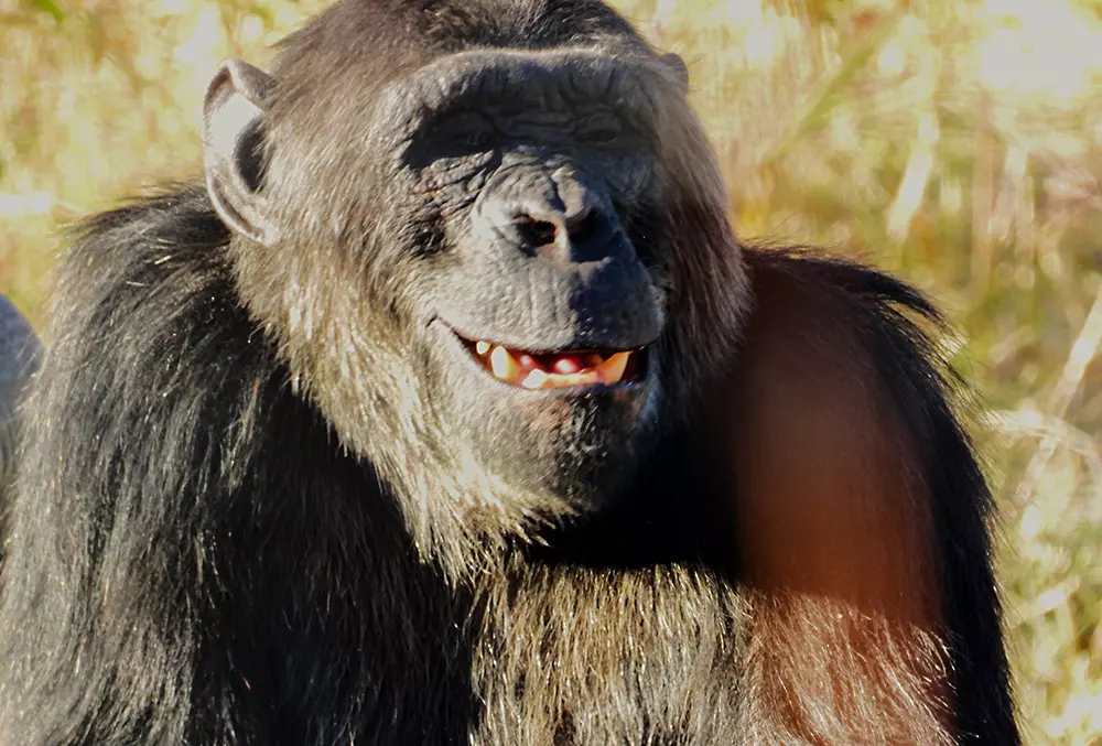 Chimp Eden - The Jane Goodall Institute | The Great Projects