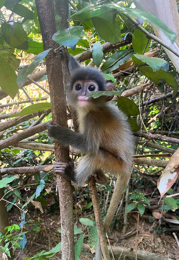 Laos Wildlife Sanctuary | The Great Projects