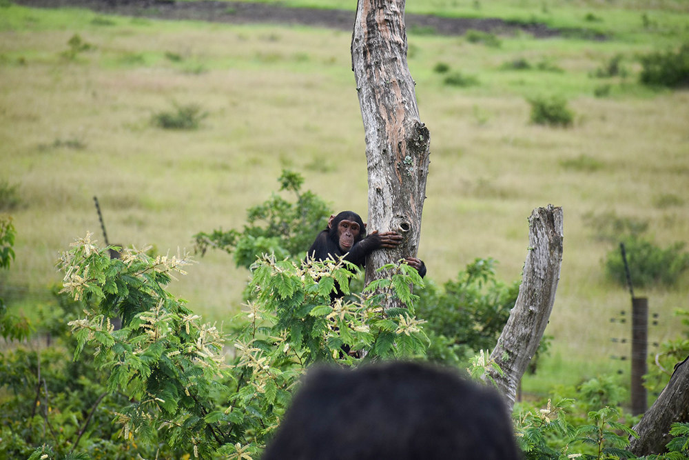 Chimp Eden - The Jane Goodall Institute | The Great Projects