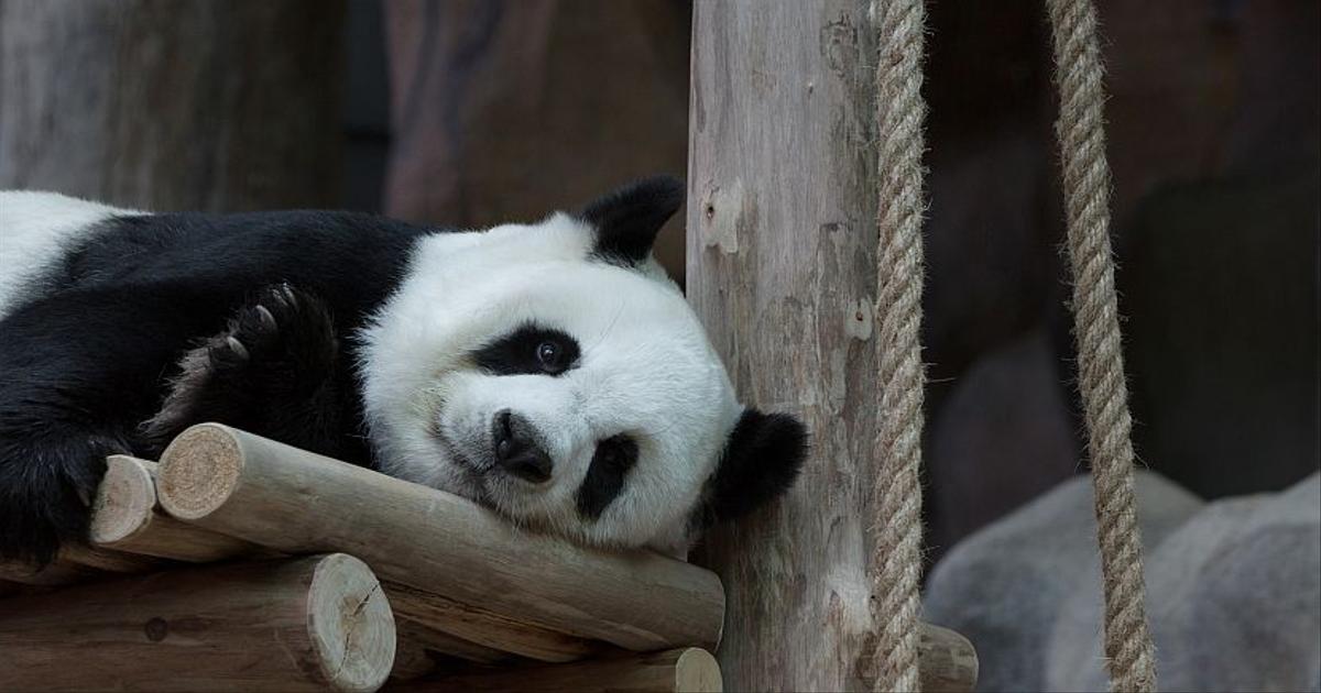 Our Top Five Feel-Good Animals Stories | The Great Projects